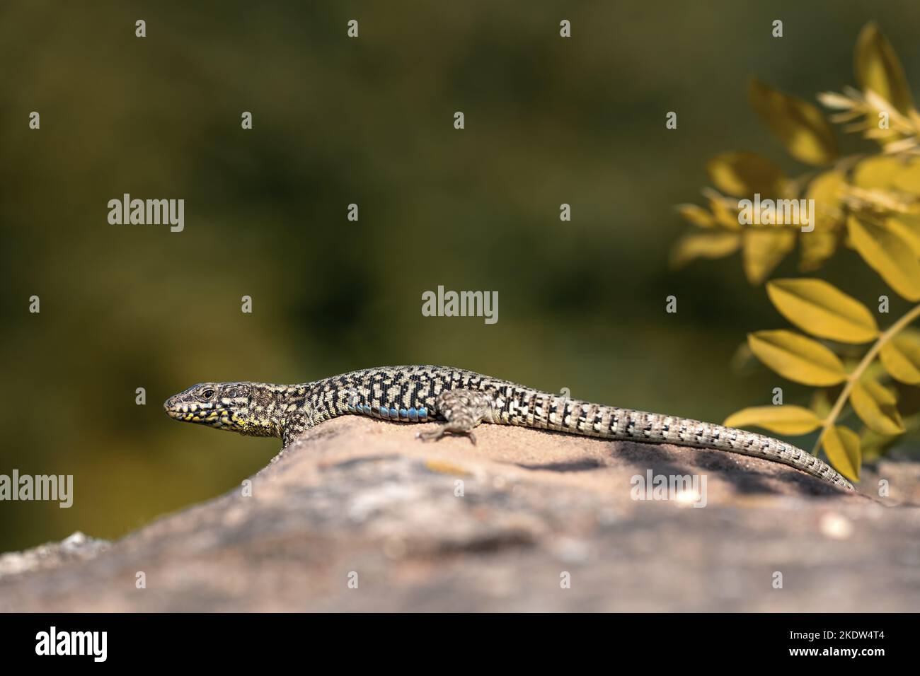 Wall crawlers hi-res stock photography and images - Alamy