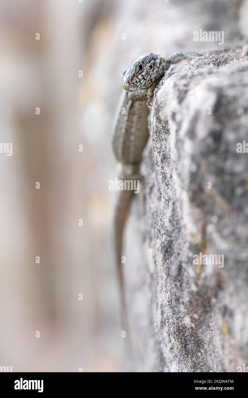 Pale grey gray walls hi-res stock photography and images - Alamy