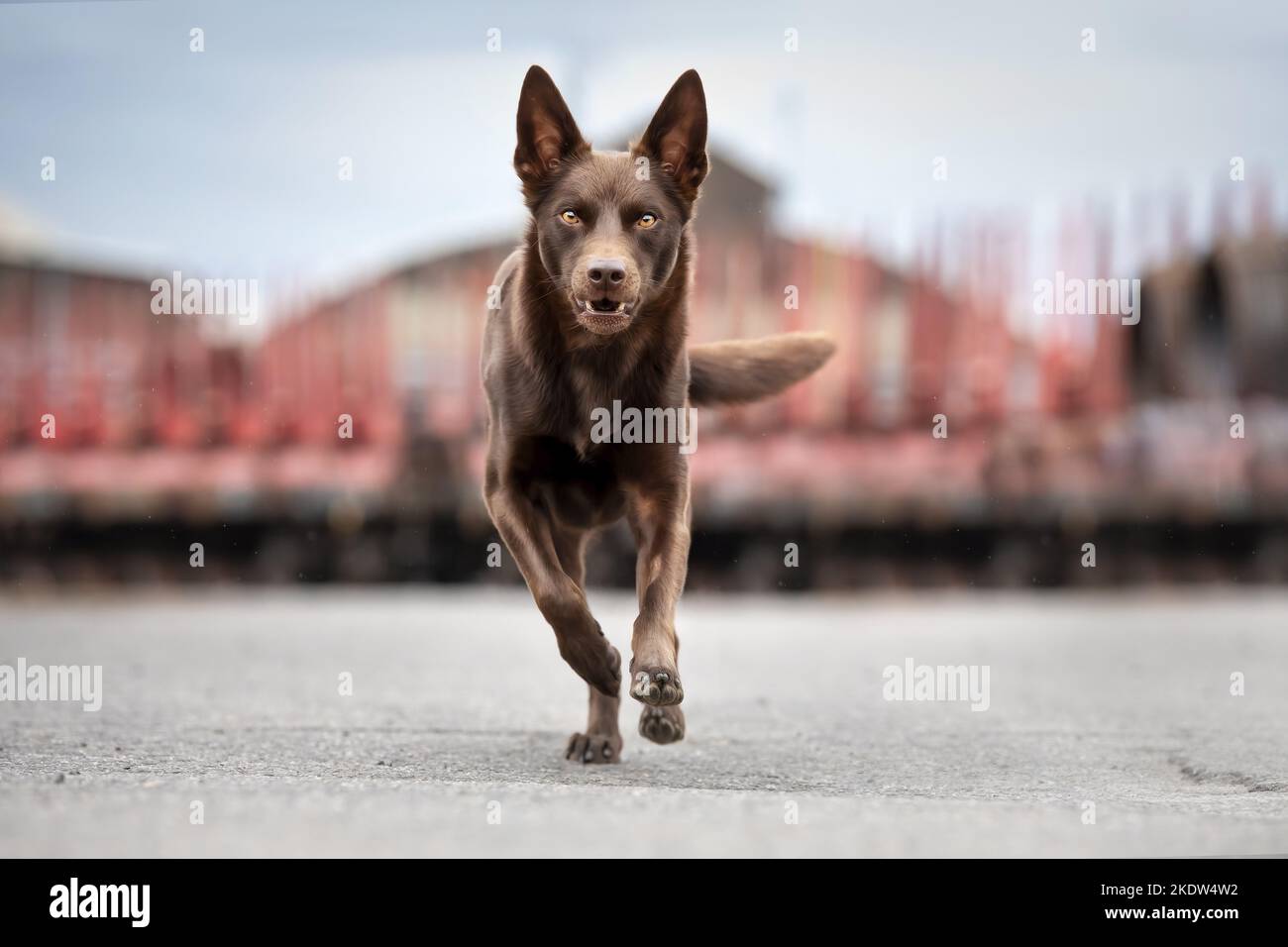 Working kelpie hi-res stock photography and images - Alamy