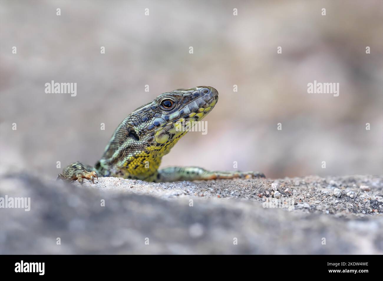 Common colored lizard hi-res stock photography and images - Alamy