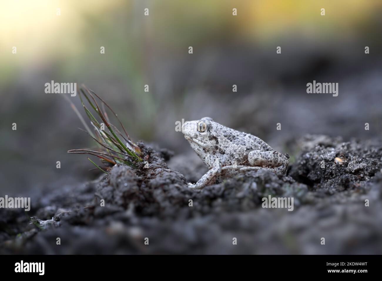 Common spadefeet hi-res stock photography and images - Alamy