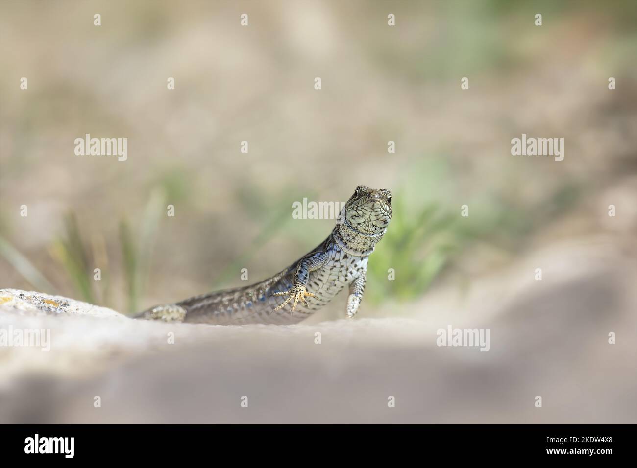 Wall crawlers hi-res stock photography and images - Alamy