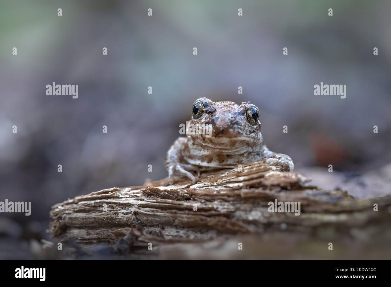 Common spadefeet hi-res stock photography and images - Alamy