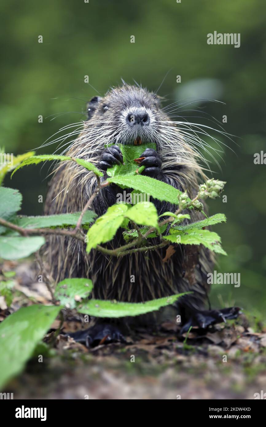 Nutria vertical hi-res stock photography and images - Alamy