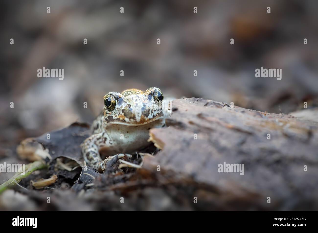 Eurasian common toad hi-res stock photography and images - Alamy