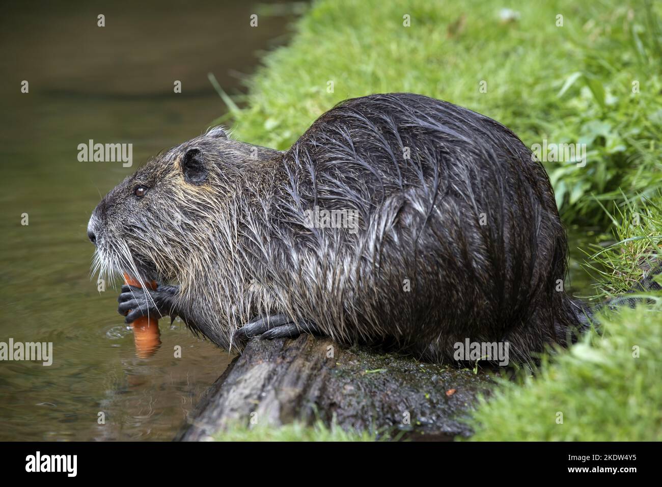 Nutria myocastor coypus carrot hi-res stock photography and images - Alamy