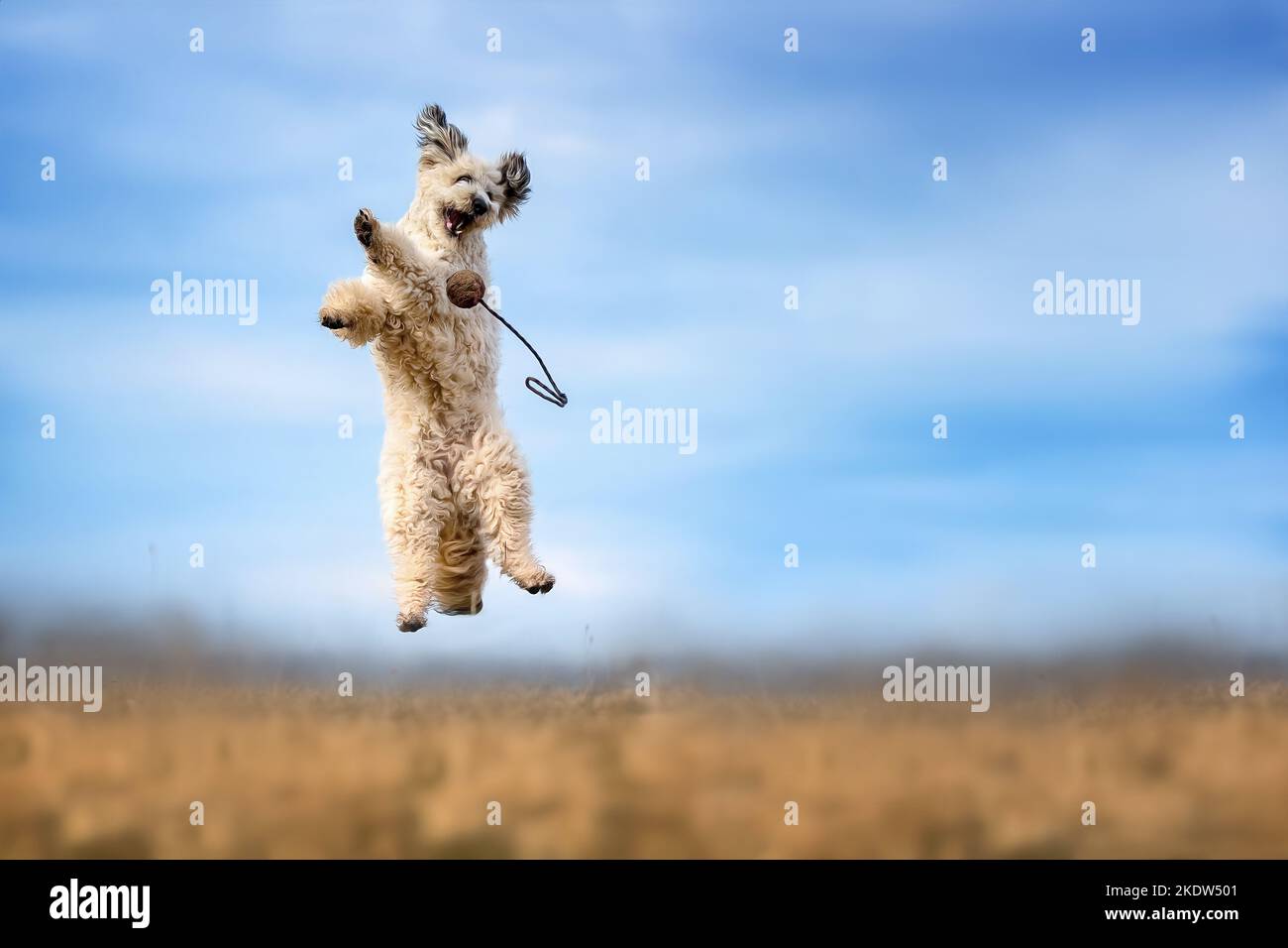 Humorous poodles hi-res stock photography and images - Alamy