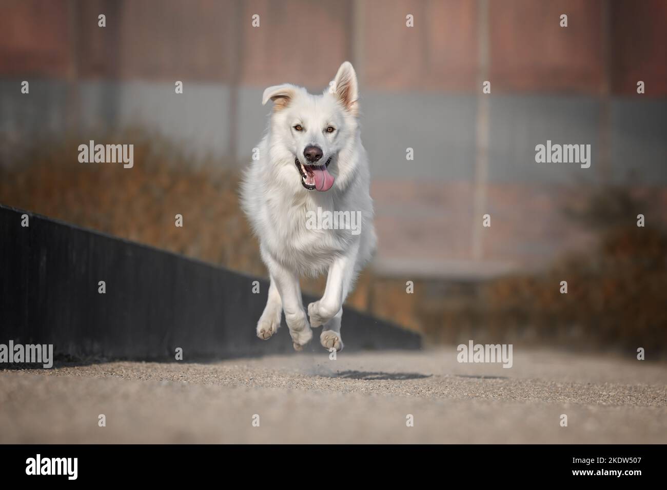 running White Shepherd Stock Photo - Alamy