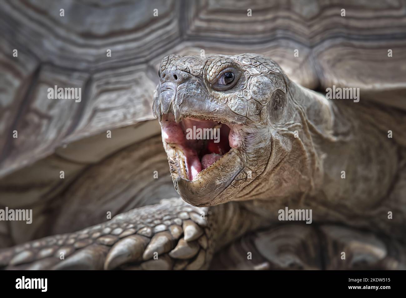 Giant Tortoise portrait Stock Photo - Alamy