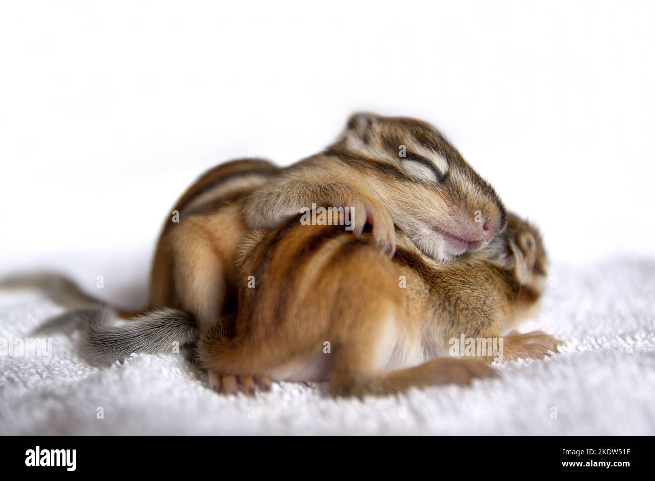 Chipmunk sleep hi-res stock photography and images - Alamy