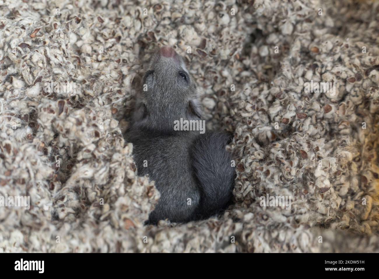 Fat edible dormouse juvenile hi-res stock photography and images - Alamy