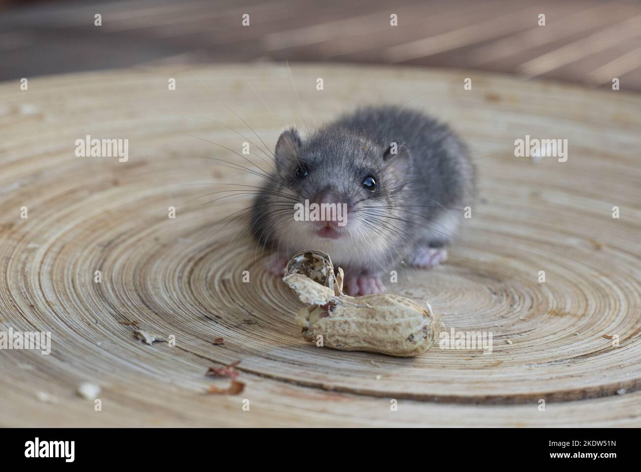 Fat edible dormouse juvenile hi-res stock photography and images - Alamy