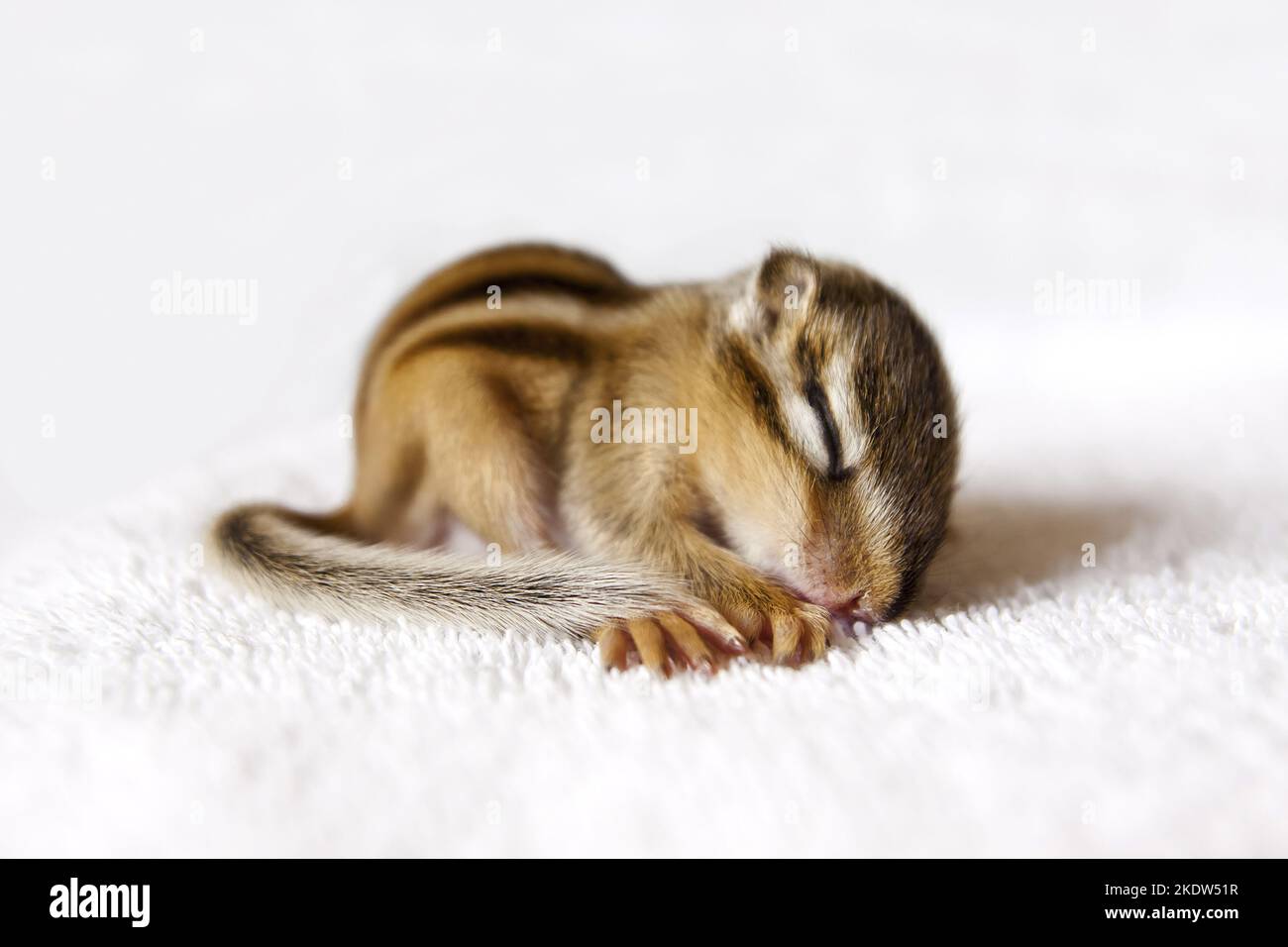 Baby chipmunk hi-res stock photography and images - Alamy