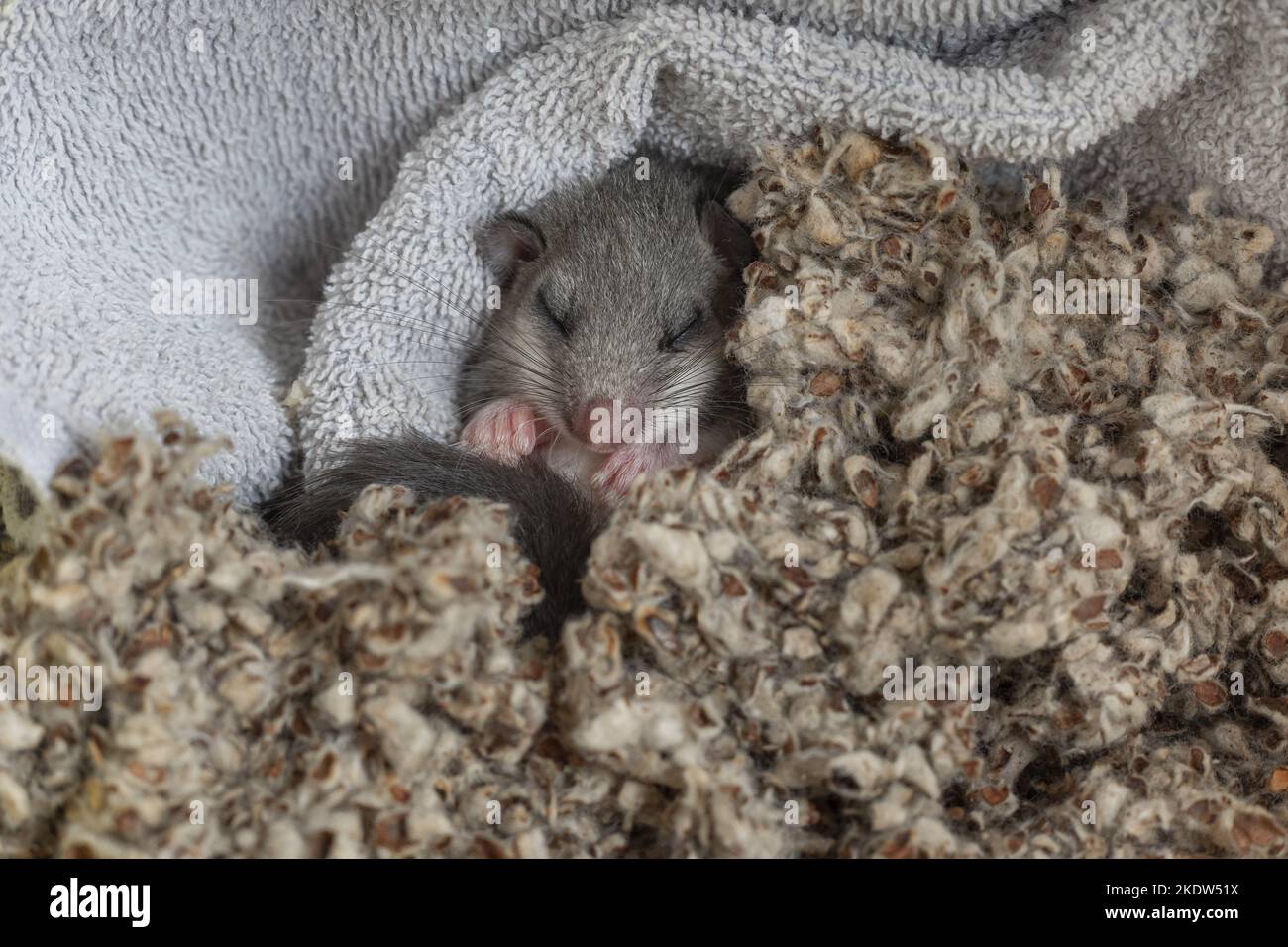 Dormouse sleeping hi-res stock photography and images - Alamy