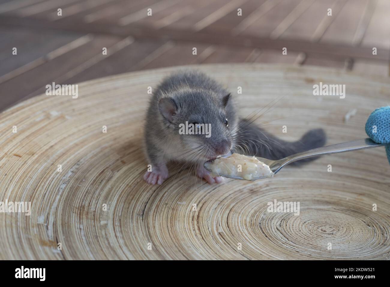 Fat edible dormouse juvenile hi-res stock photography and images - Alamy