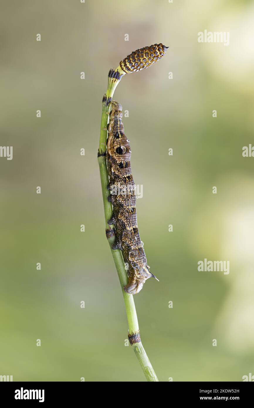 elephant hawk moth grub Stock Photo - Alamy