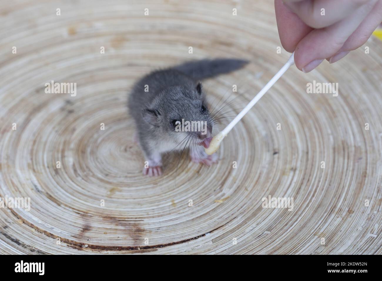 Fat edible dormouse juvenile hi-res stock photography and images - Alamy