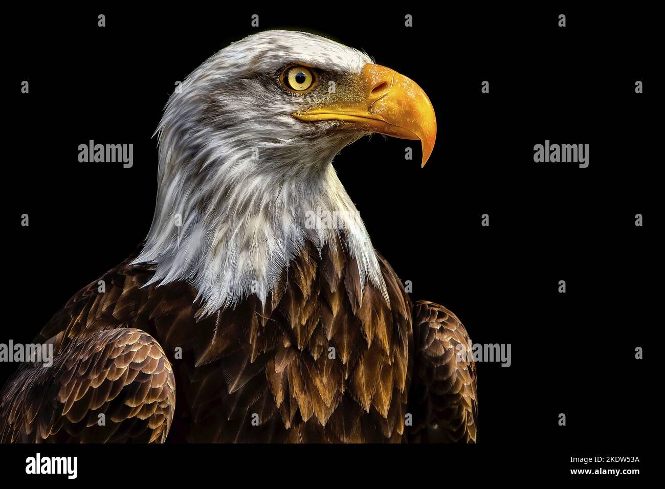Bald Eagle portrait Stock Photo - Alamy