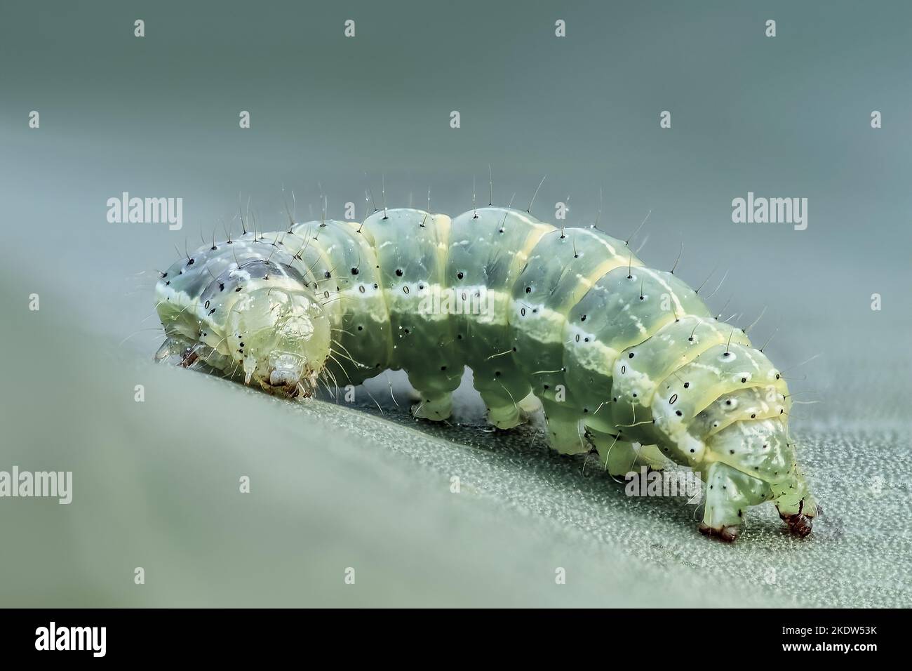 Leaf folder caterpillar hi-res stock photography and images - Alamy