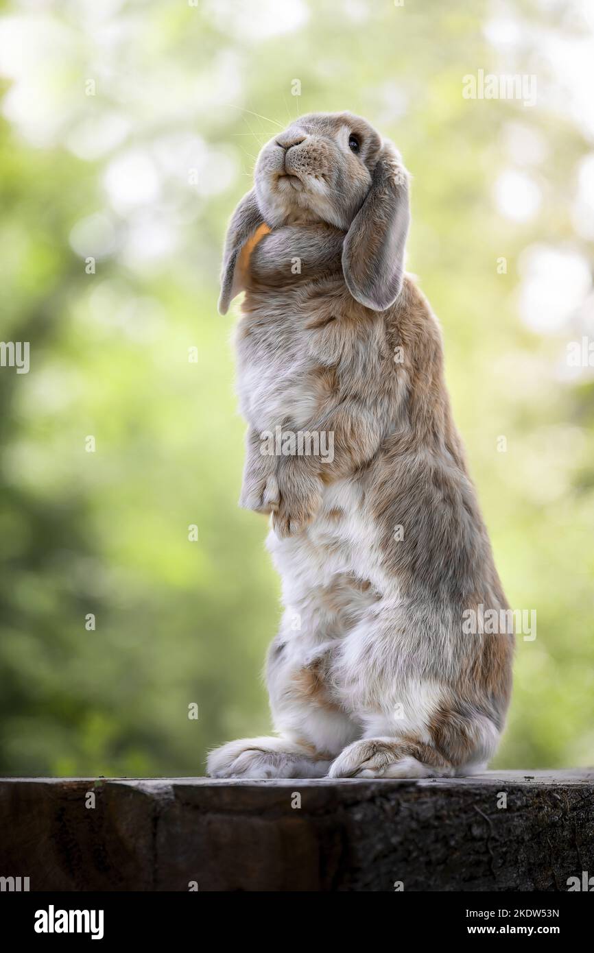Ear stub hi-res stock photography and images - Alamy
