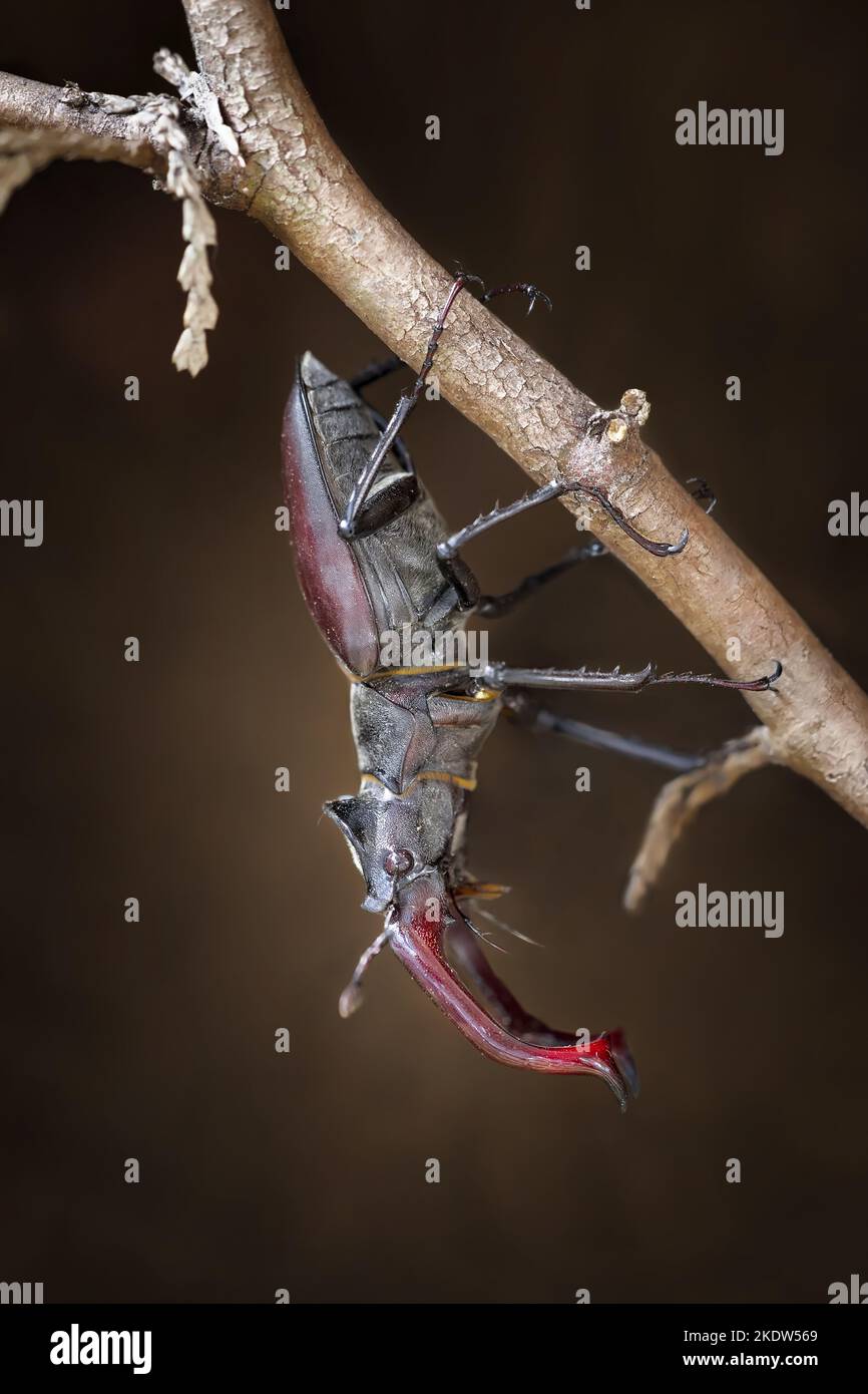 Stag bugs hi-res stock photography and images - Alamy