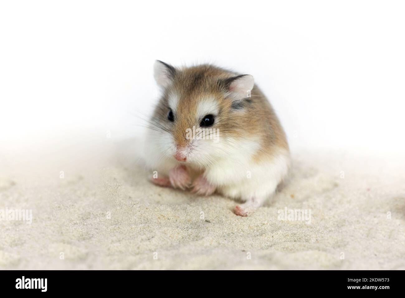 Roborovski dwarf hamster hi-res stock photography and images - Alamy