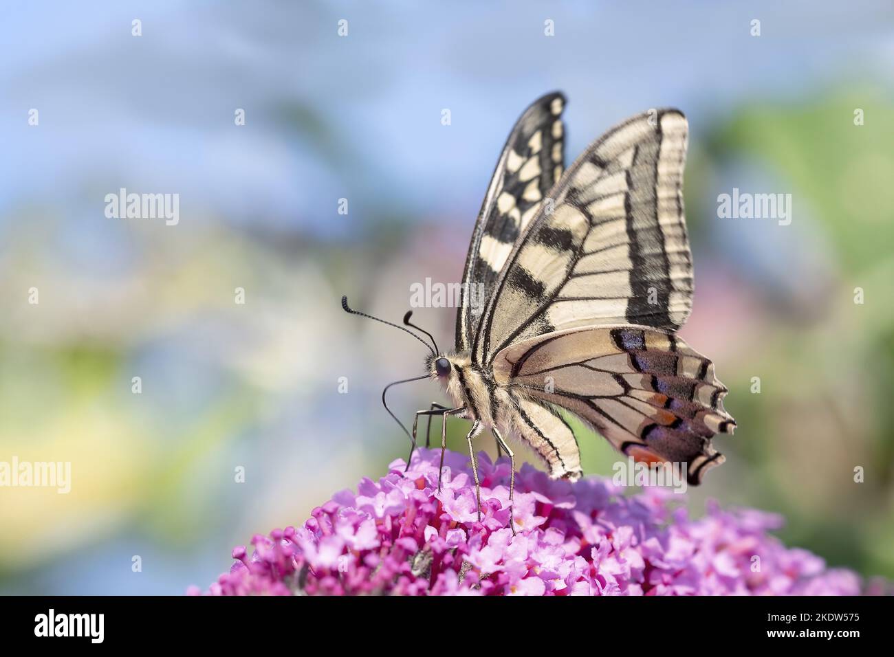 Dovetail plants hi-res stock photography and images - Alamy