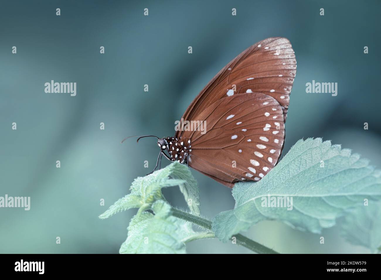 blue king crow Stock Photo - Alamy