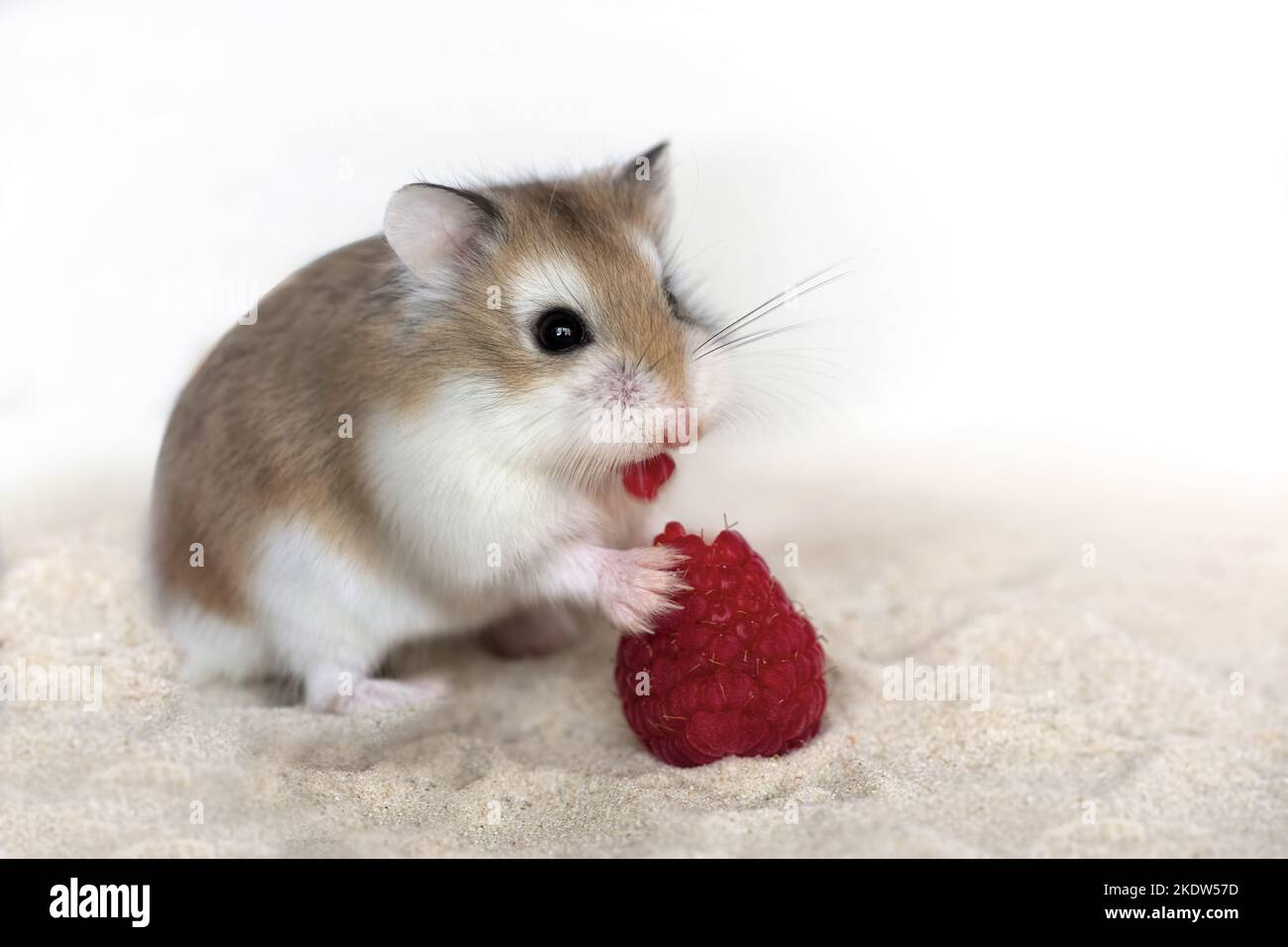 Roborovski hamster with food hi-res stock photography and images - Alamy