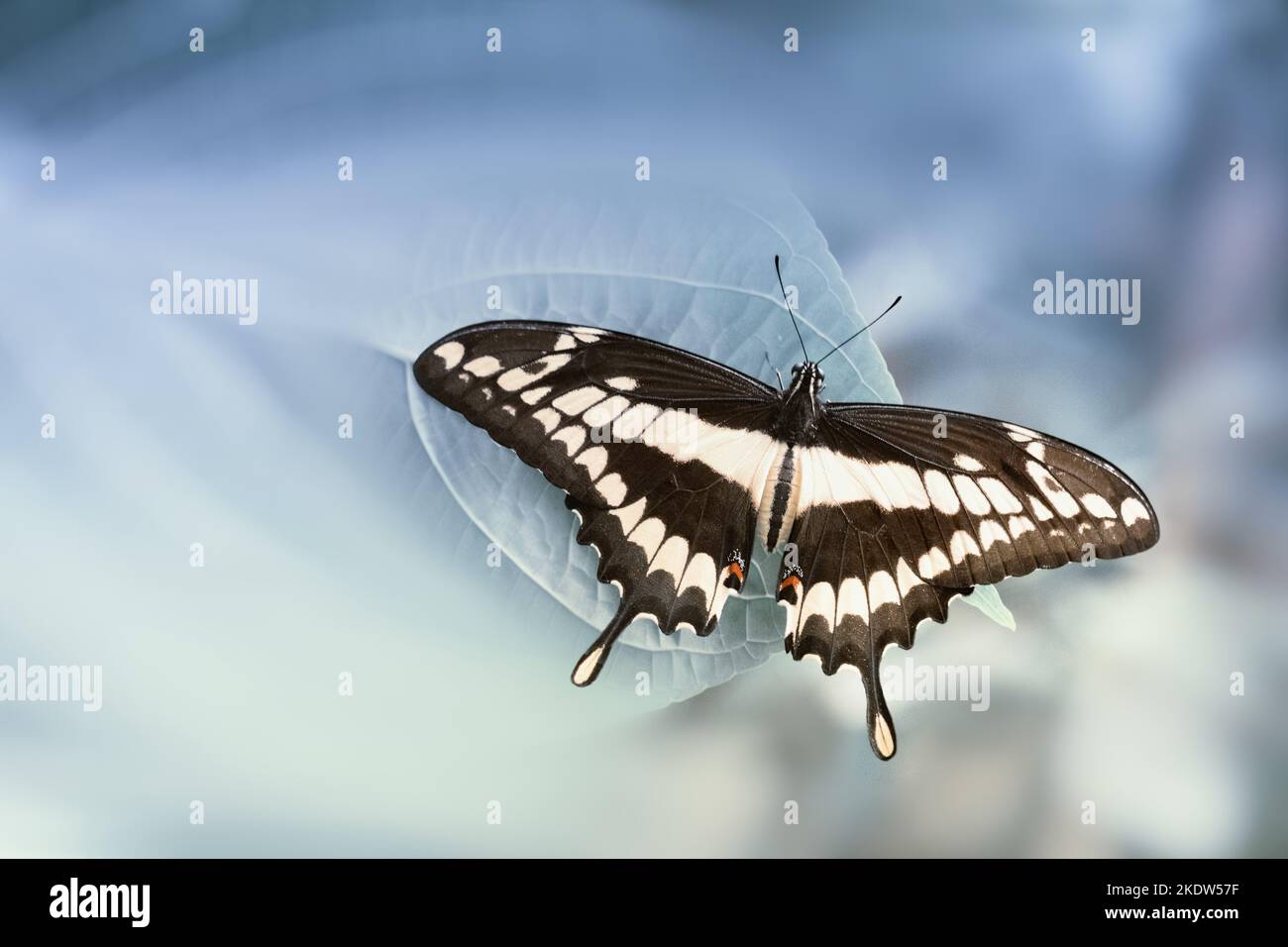 The king of butterflies hi-res stock photography and images - Alamy