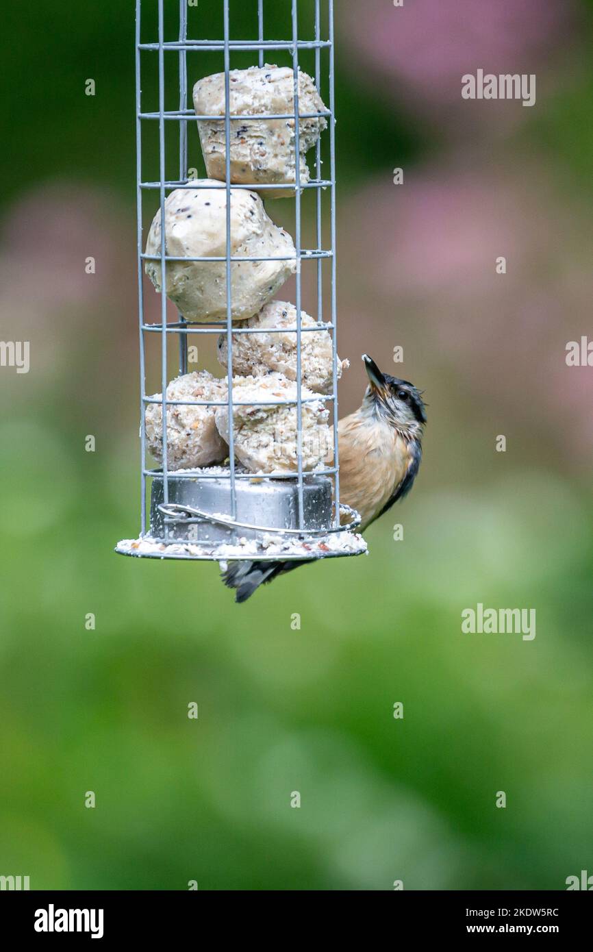 A nuthatch feeding from a garden bird feeder on a rainy day Stock Photo ...