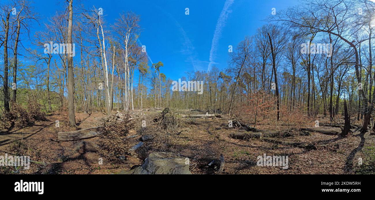 Image of a German forest with drought and storm damage as a result of ...