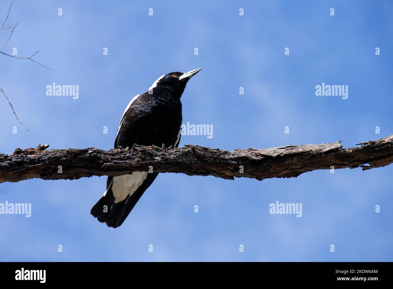 An Australian Magpie (Gymnorhina tibicen) perched on a tree in Sydney ...
