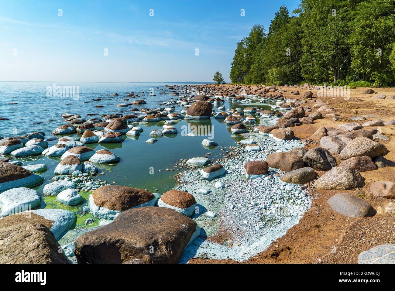 Blooming of water, blue-green algae near the shore of the Gulf of ...