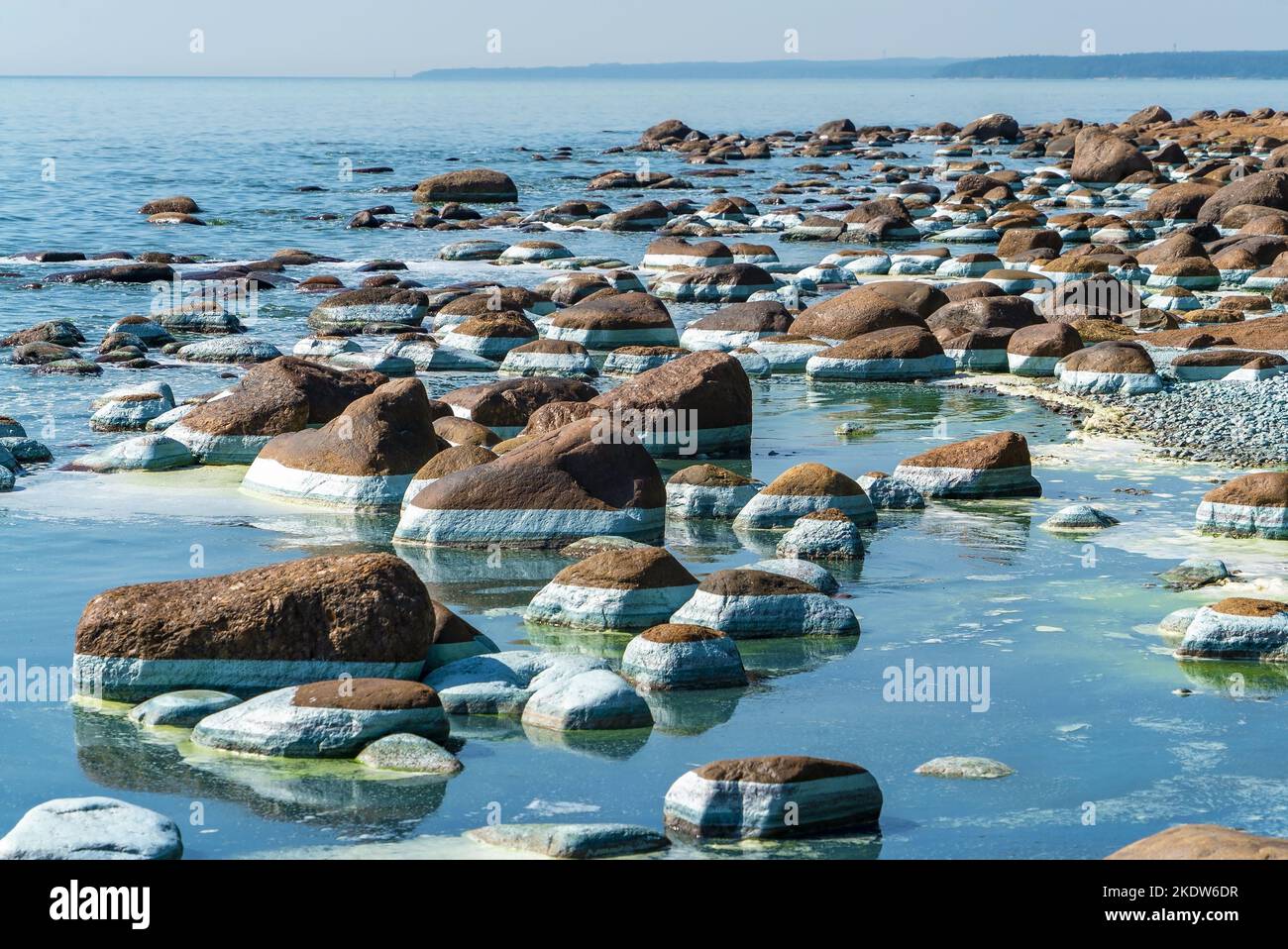 Blooming of water, blue-green algae near the shore of the Gulf of Finland, Repino, St ...