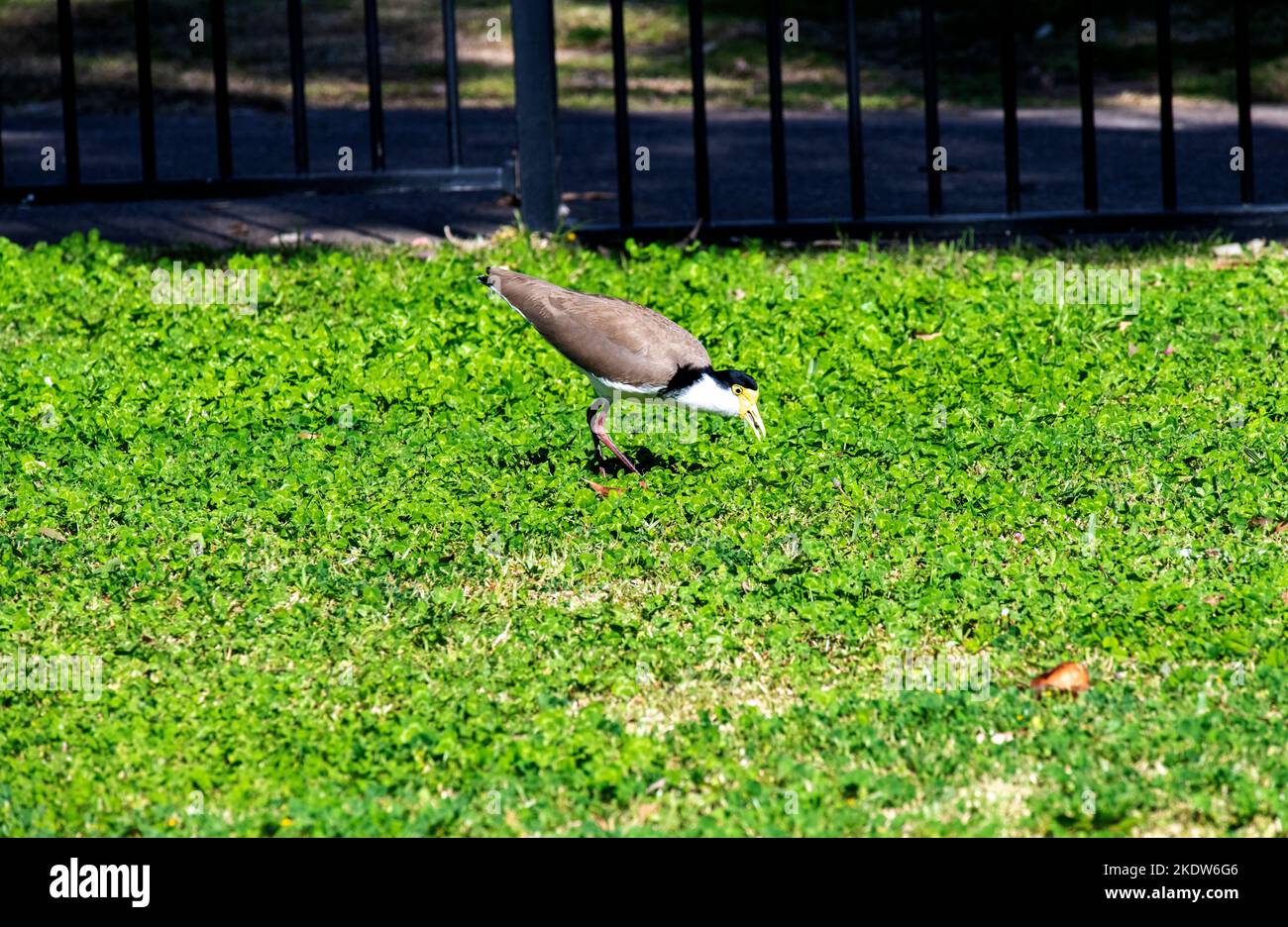 An Australian Masked Lapwing ( Vanellus miles) searching for food on ...