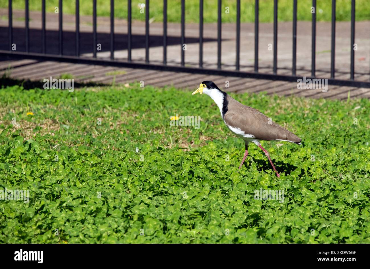 An Australian Masked Lapwing ( Vanellus miles) searching for food on ...