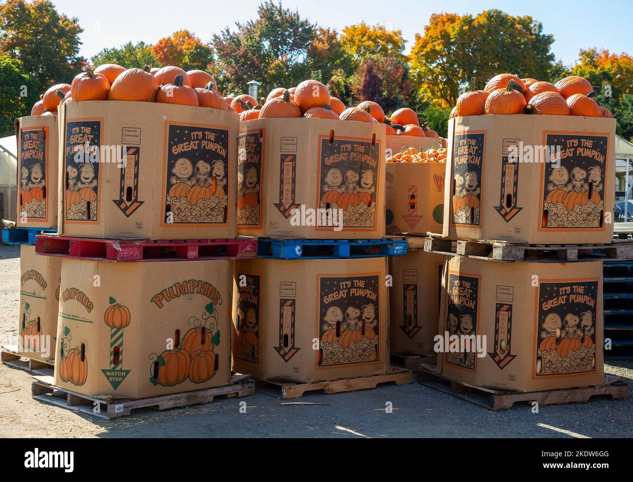Pumpkins for sale sign hi-res stock photography and images - Alamy
