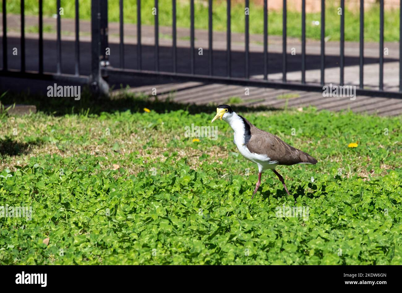 An Australian Masked Lapwing ( Vanellus miles) searching for food on ...