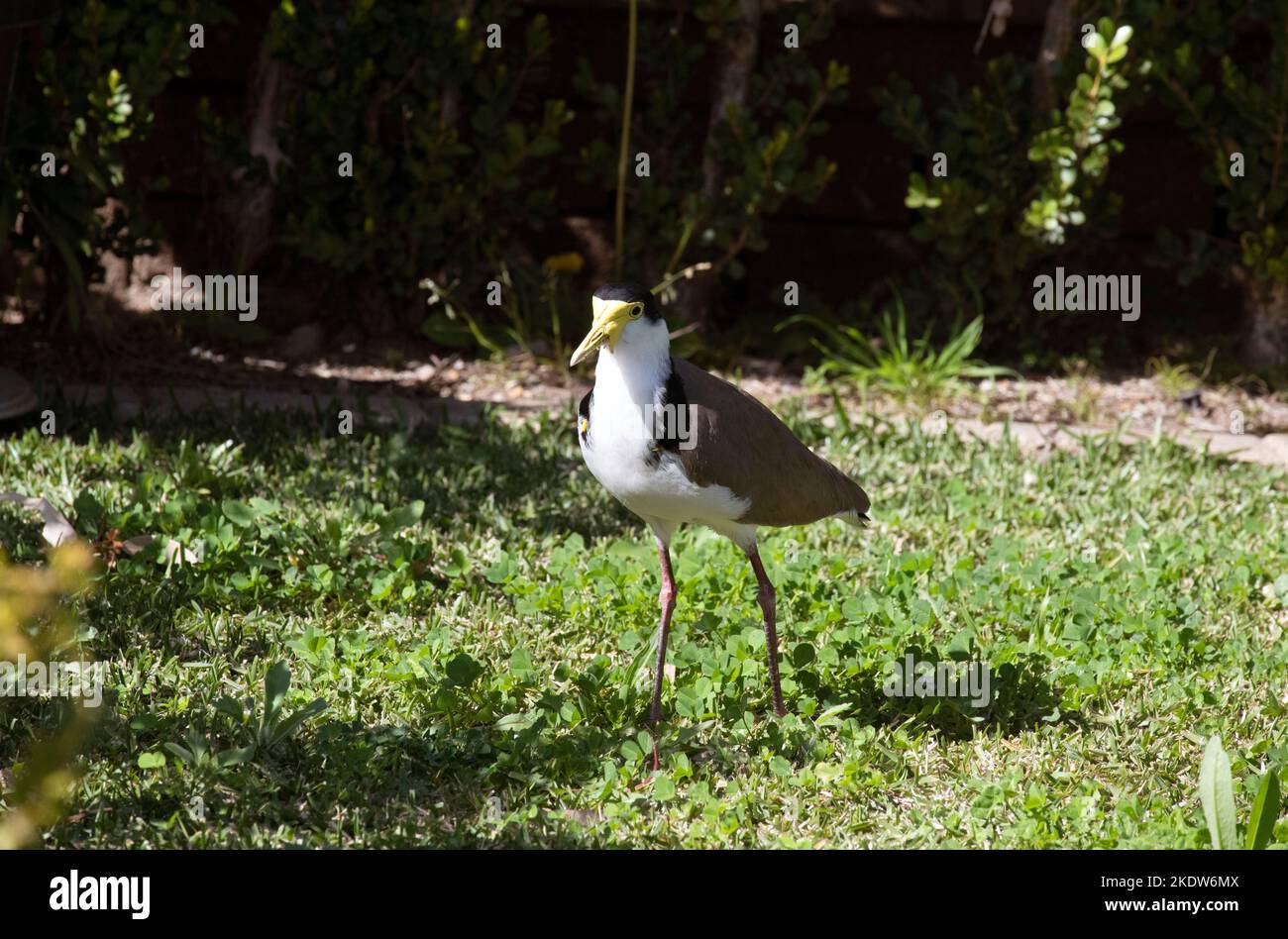Close-up of an Australian Masked Lapwing ( Vanellus miles) in Sydney ...