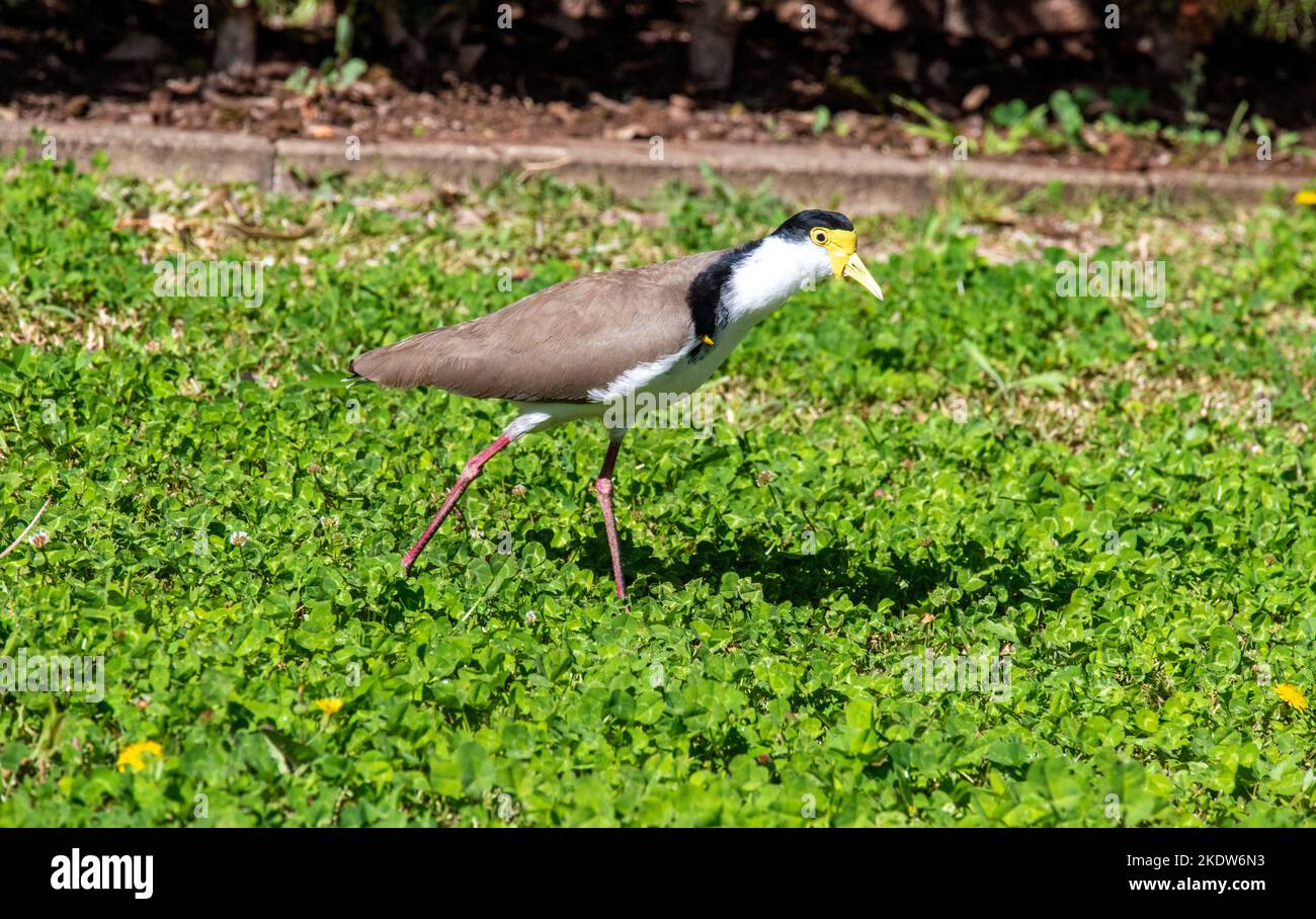 An Australian Masked Lapwing ( Vanellus miles) searching for food on ...
