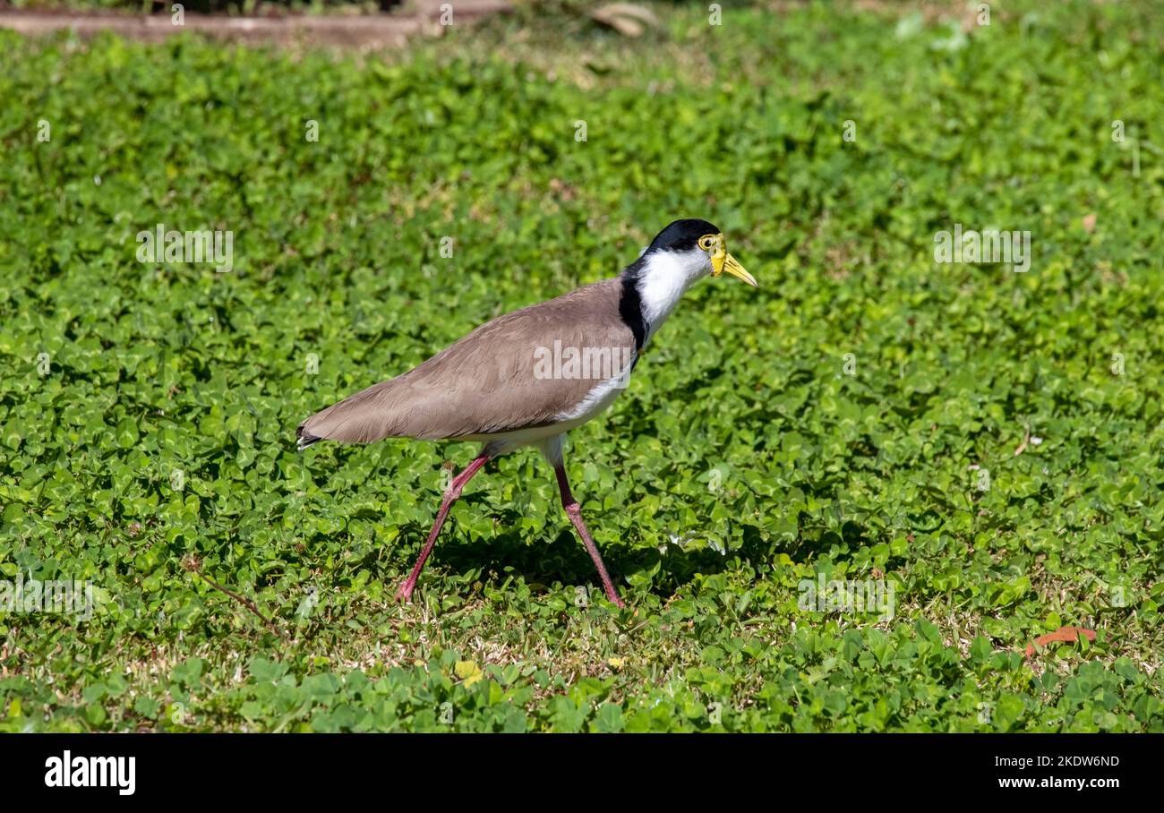 An Australian Masked Lapwing ( Vanellus miles) searching for food on ...