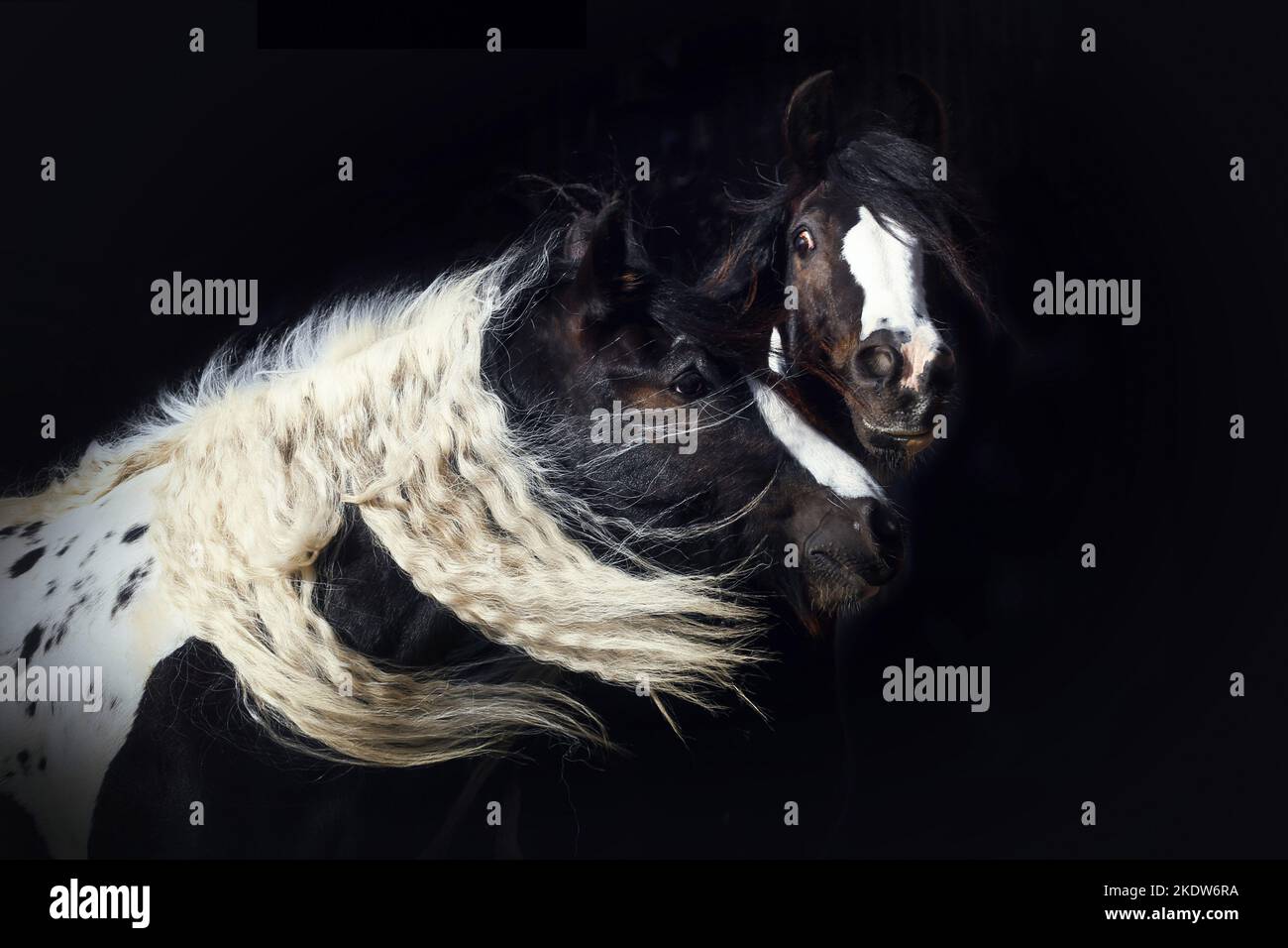 Irish Tinker Portrait Stock Photo - Alamy