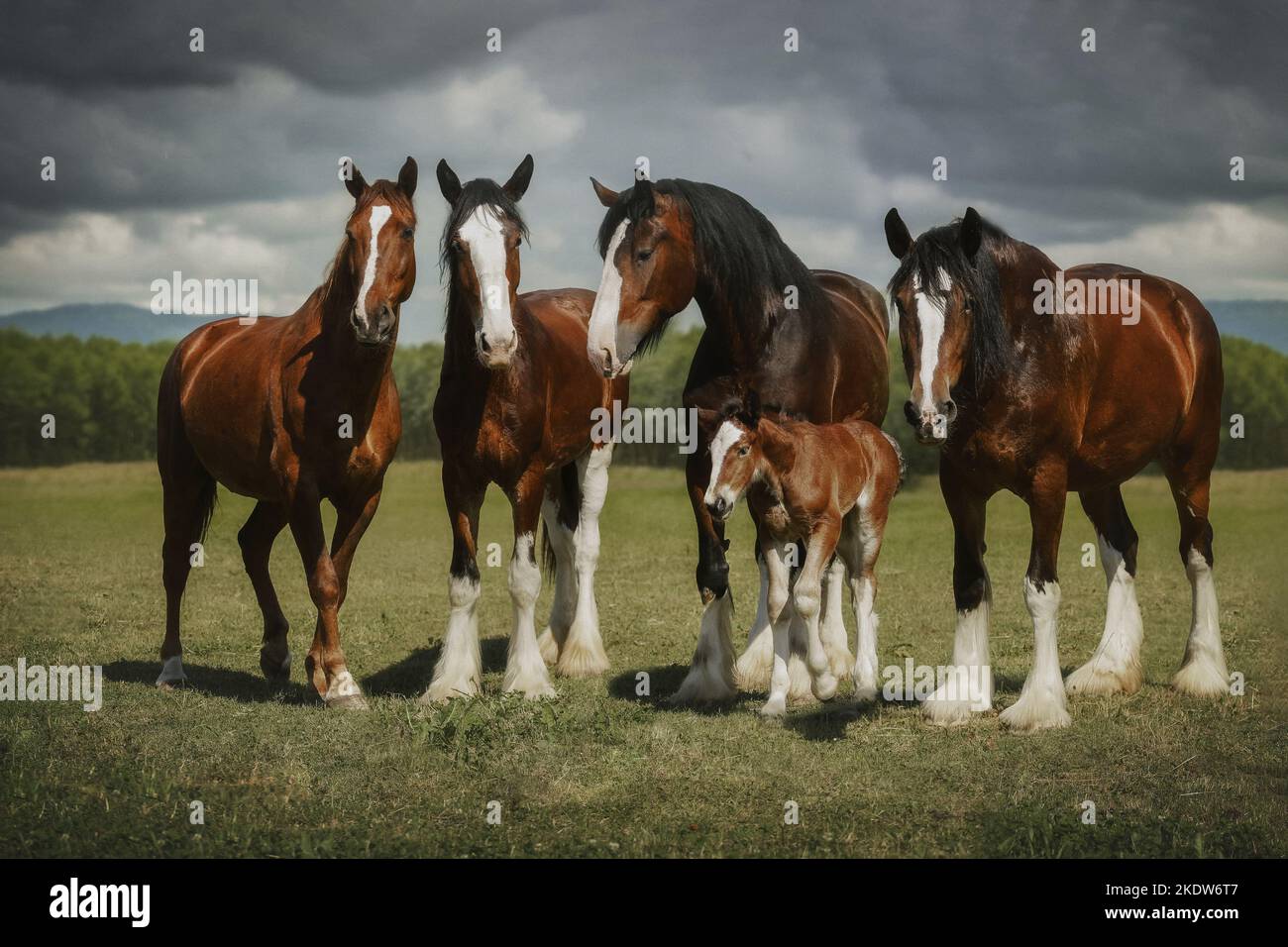 Baby shire horse hi-res stock photography and images - Alamy