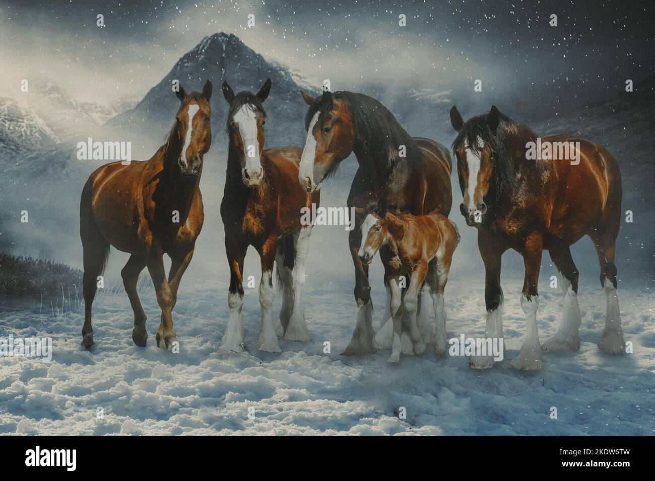 Shire Horses in winter Stock Photo - Alamy