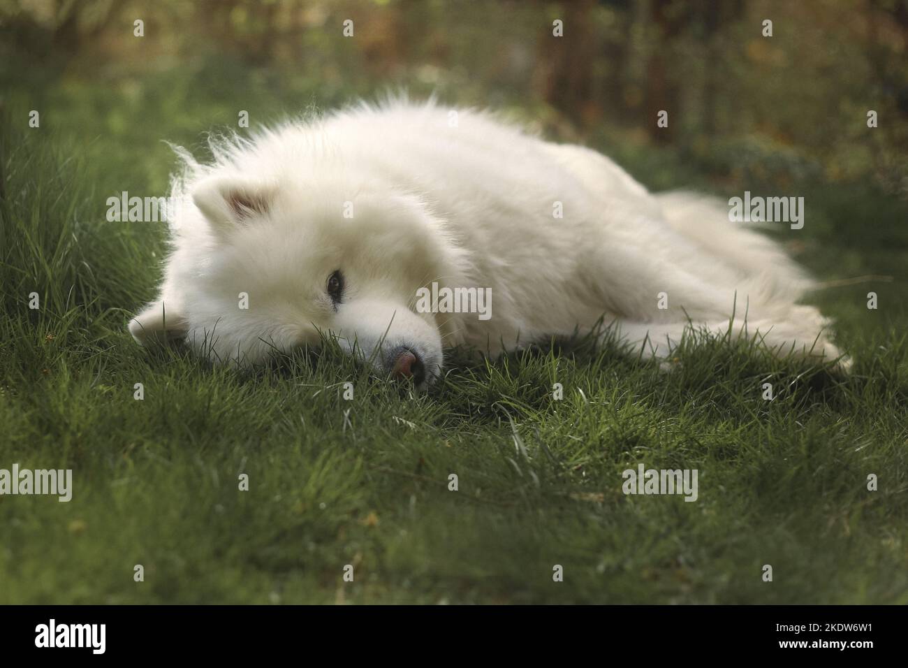 Samoyed breed size hi-res stock photography and images - Alamy
