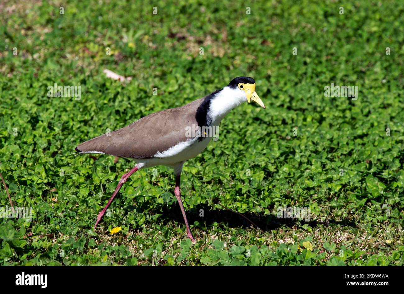 Close-up of an Australian Masked Lapwing ( Vanellus miles) in Sydney ...