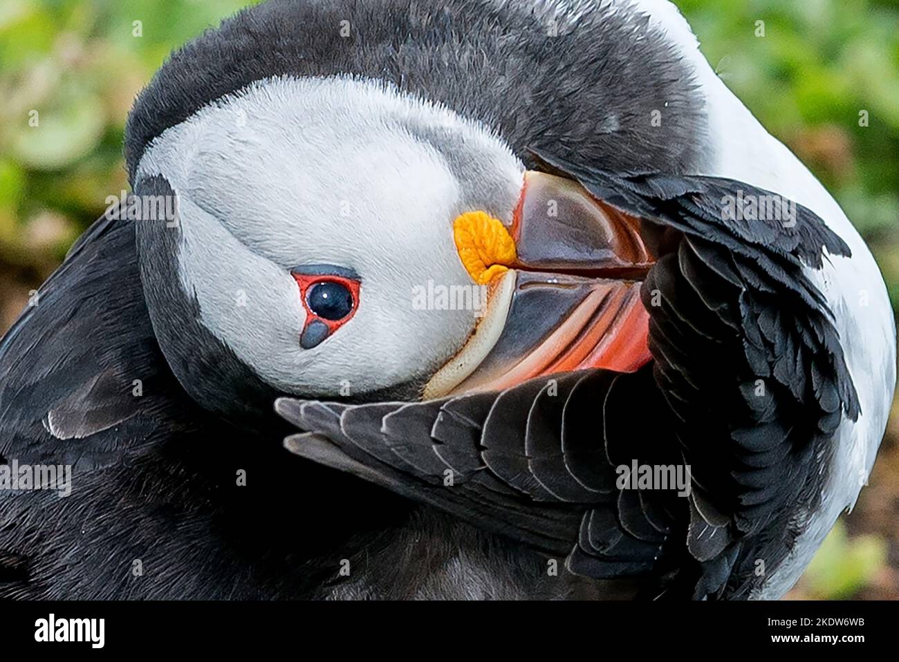Puffin photographed in the UK . There has been a massive decline of sea ...