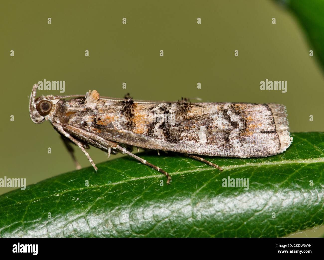 Southern pineconeworm moth hi-res stock photography and images - Alamy