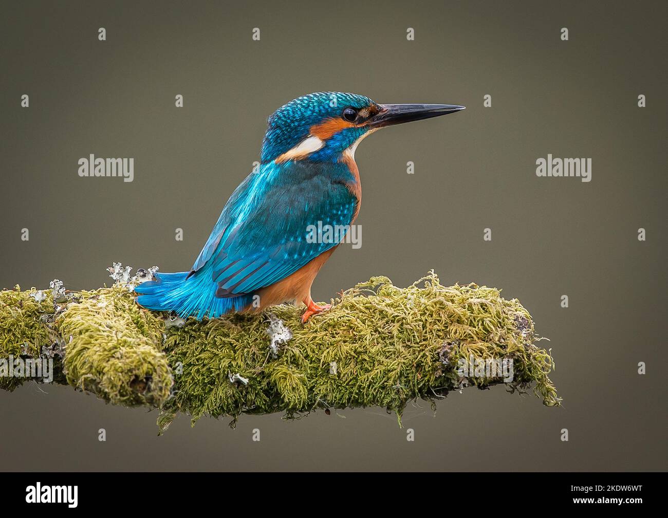 common kingfisher (Alcedo atthis) the Eurasian kingfisher, and river ...